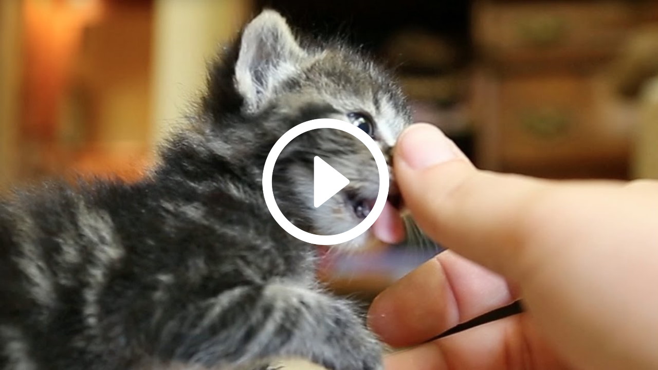 Is dit de schattigste kitten? [video] - Katten Zijn Geweldig